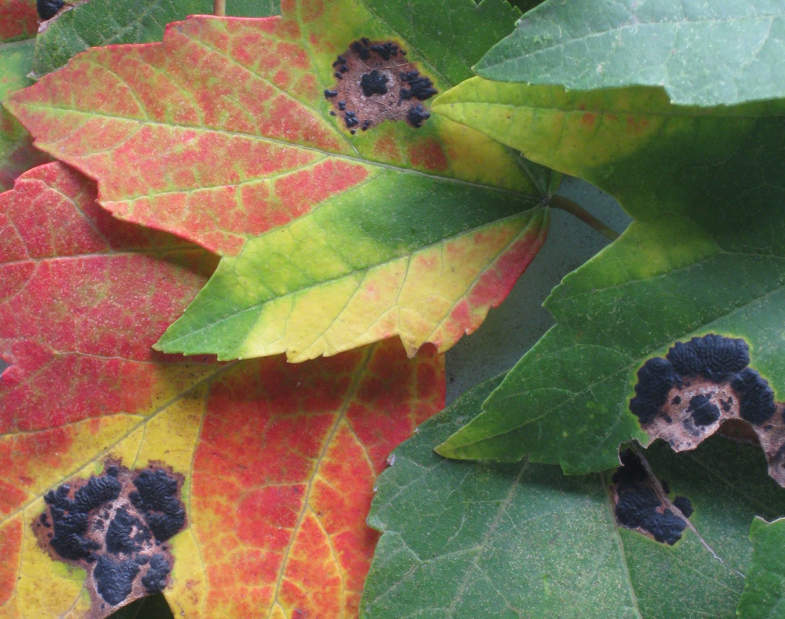 Offshoots: Tar Spot on Maple