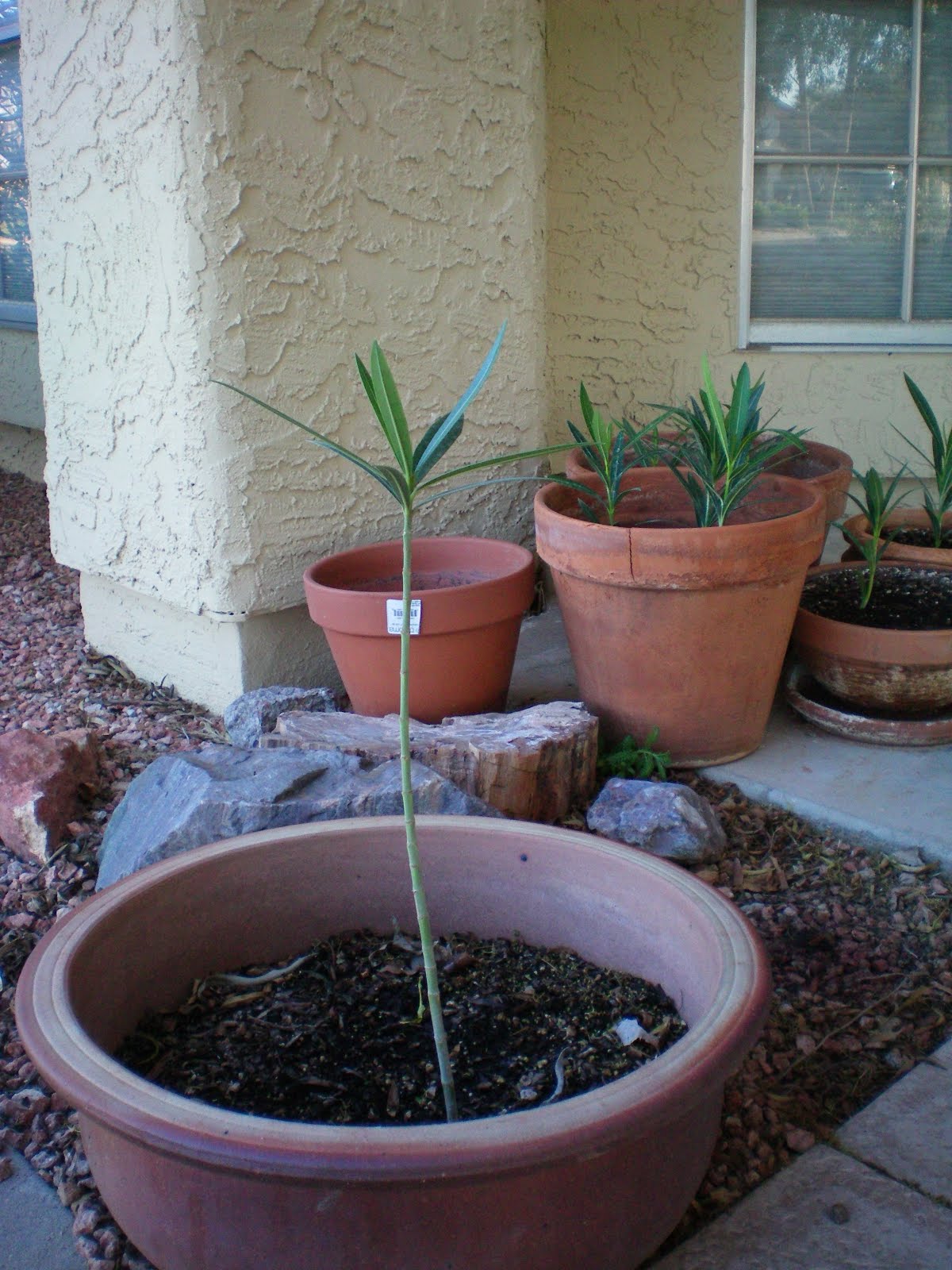 Hesselblogger: How to Grow a New Oleander Plant