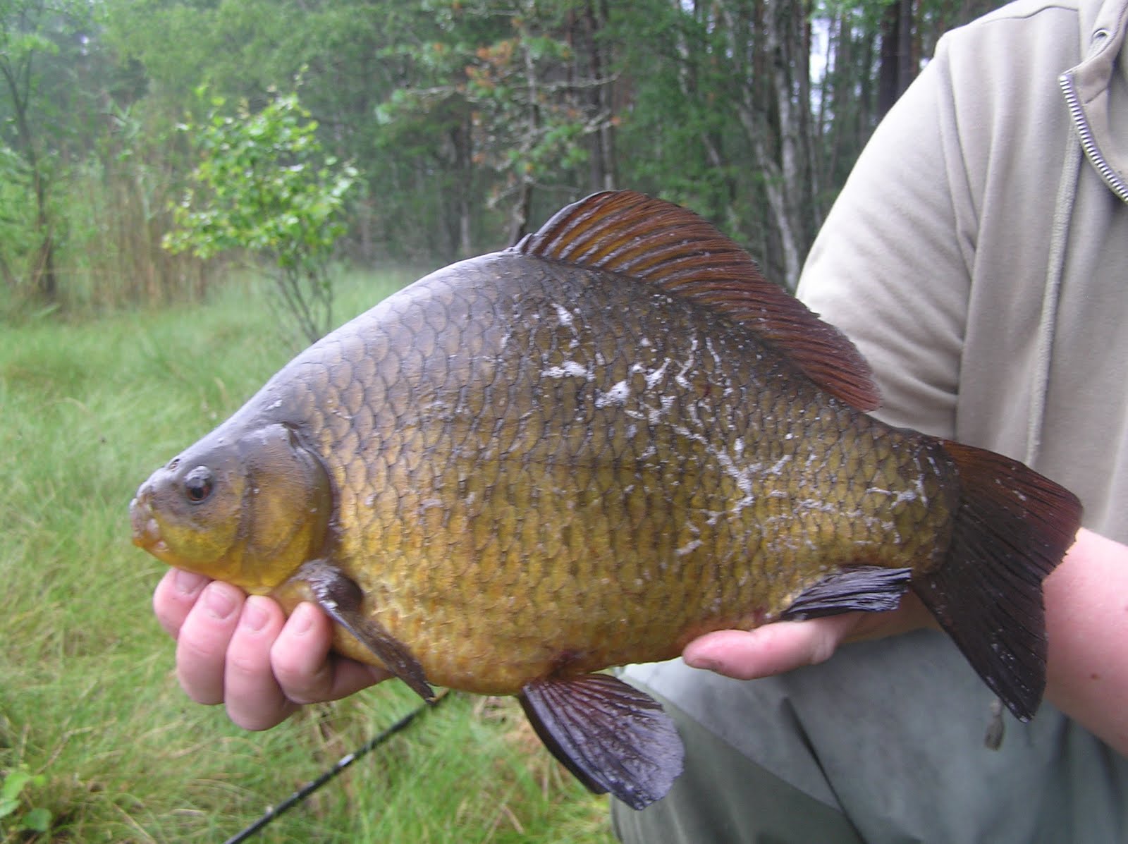 en blogg om mitt fiske: Ruda