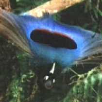 Birds of Paradise: Paradisaea rudolphi - Blue Bird-of-paradise