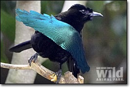 Birds of Paradise: Lophorina superba - Superb Bird-of-paradise