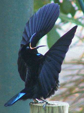 Birds of Paradise: Ptiloris magnificus - Magnificent Riflebird