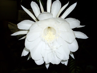 Bunga Raja aka Queens of the Nights ~ Live Your Dream