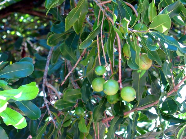 General Knowledge: The Macadamia Nut (Native Delicacy From Australia)