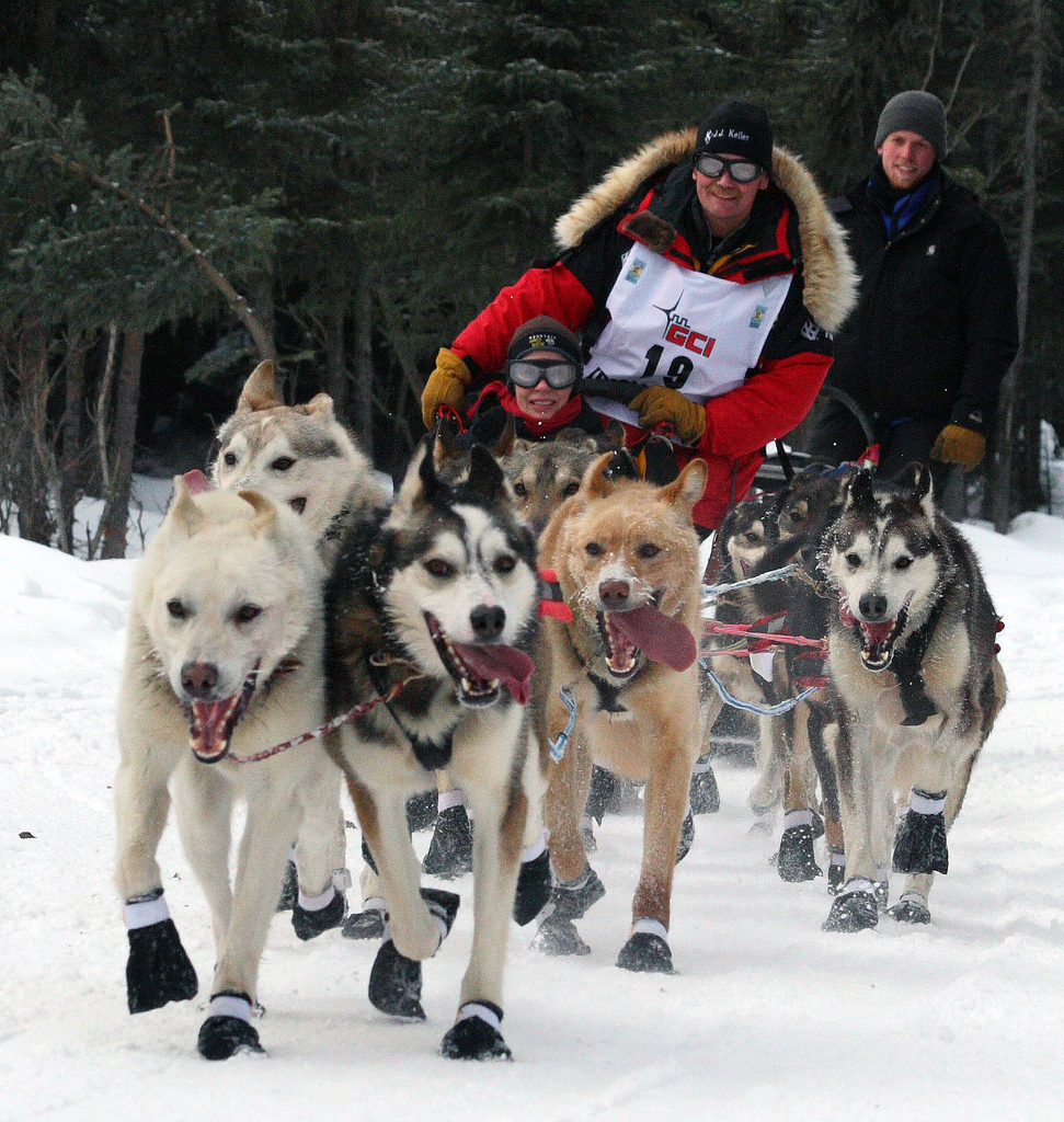 Marcia's Musings: Handy Chart for Following the Major Sled Dog Races in ...