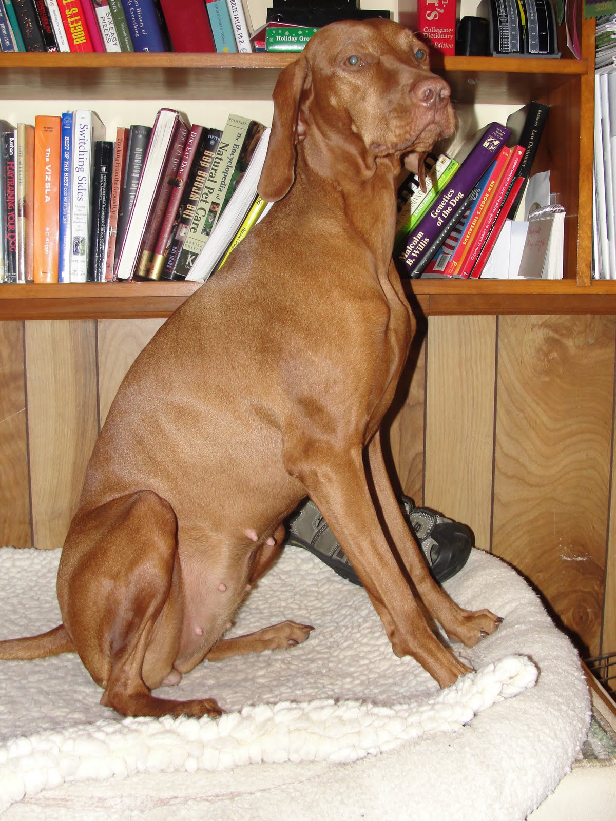 Windrunner Vizslas: And now she is getting FAT