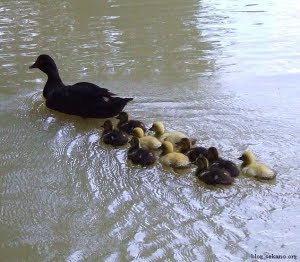 EL MUNDO DE LOS NIÑOS: LOS PATITOS (canción)