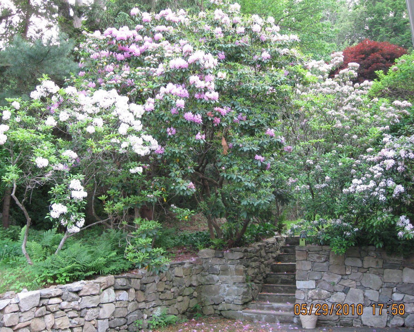 The News From Owl Hollow: An Abundance of Mountain Laurel & the Value ...