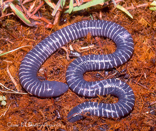 Sangue Frio: Classificação dos Anfíbios