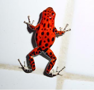 the KBs backpacker show: red frogs