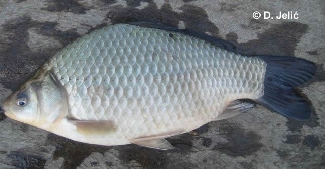 Plovkarenje ribolov: Babuska