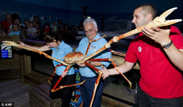 Plovkarenje ribolov: Najveći Rak u Svijetu Kraba (Crabzilla)