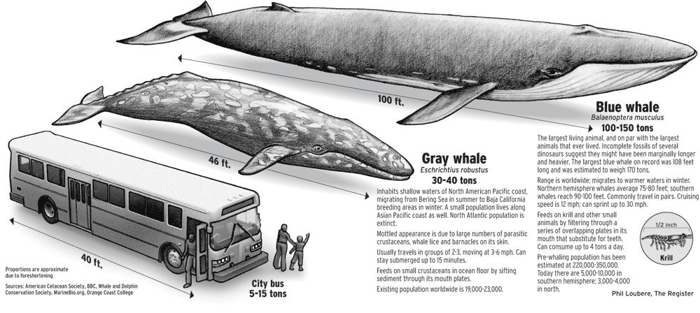 Plovkarenje ribolov: Plavi Kit (Blue Whale (Balaenoptera musculus)
