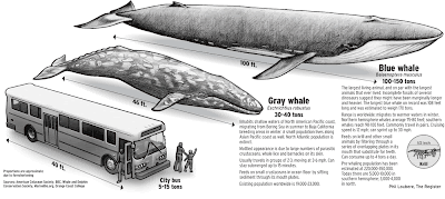 Plovkarenje ribolov: Plavi Kit (Blue Whale (Balaenoptera musculus)