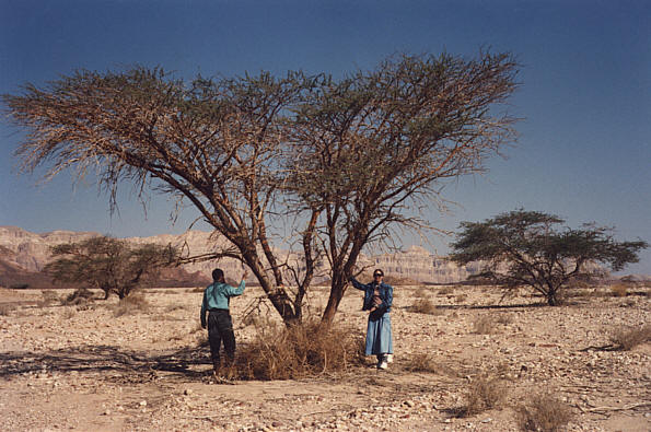 Jews planting the 'Tree of Jews'. ALL OVER THE PLACE! ~ Elder Of Ziyon ...