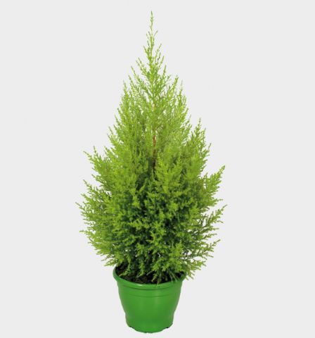 Havana Flowers: Tuia!