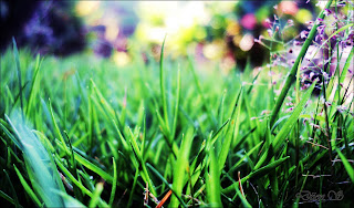 D'Fotografer: Rumput