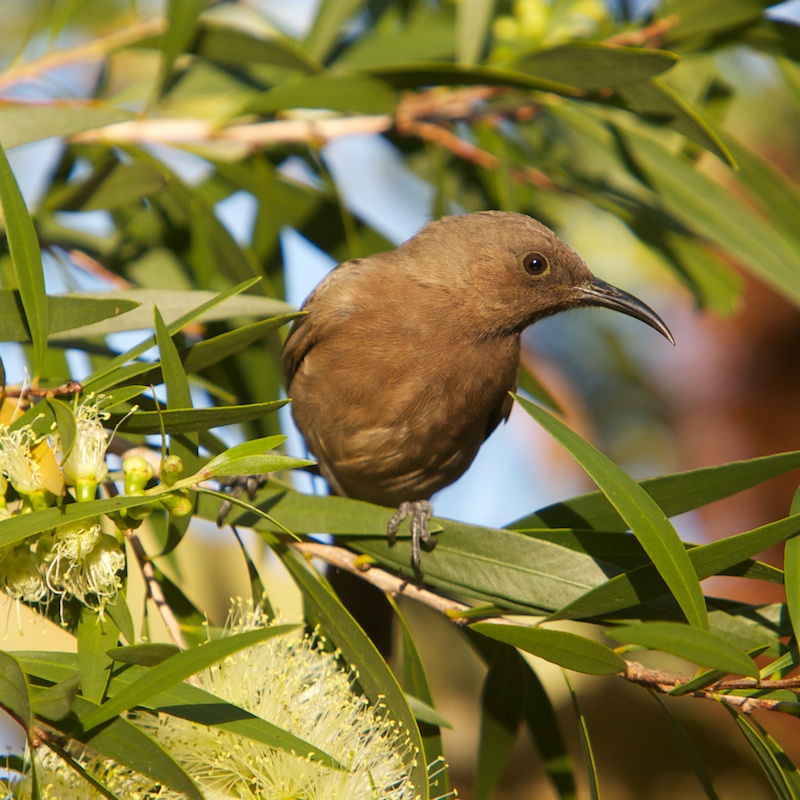Trevor Harders Nature Photography: Fraser Island Birds