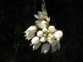 Art Matters by Marie Theron : Chincherinchees (Ornithogalum thyrsoides)