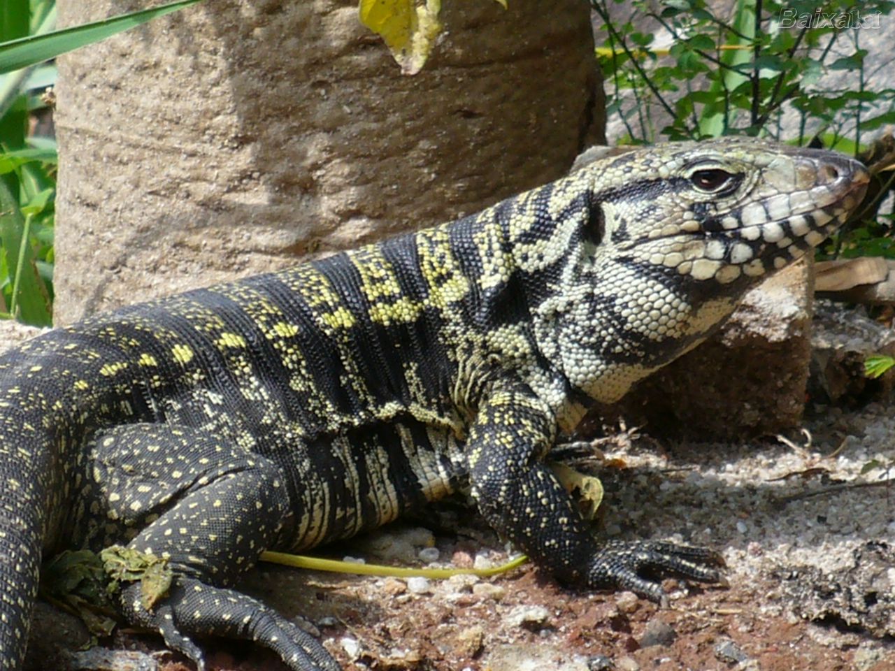 Galeria de bichos Ameaçados: Teiú