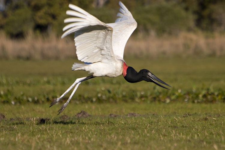 Galeria de bichoa ameaçados: Jaburu (Tuiuiú)