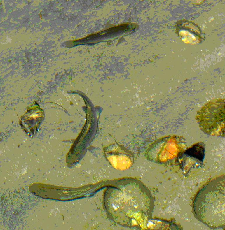 Eternal Youth of Nature: Opaleye