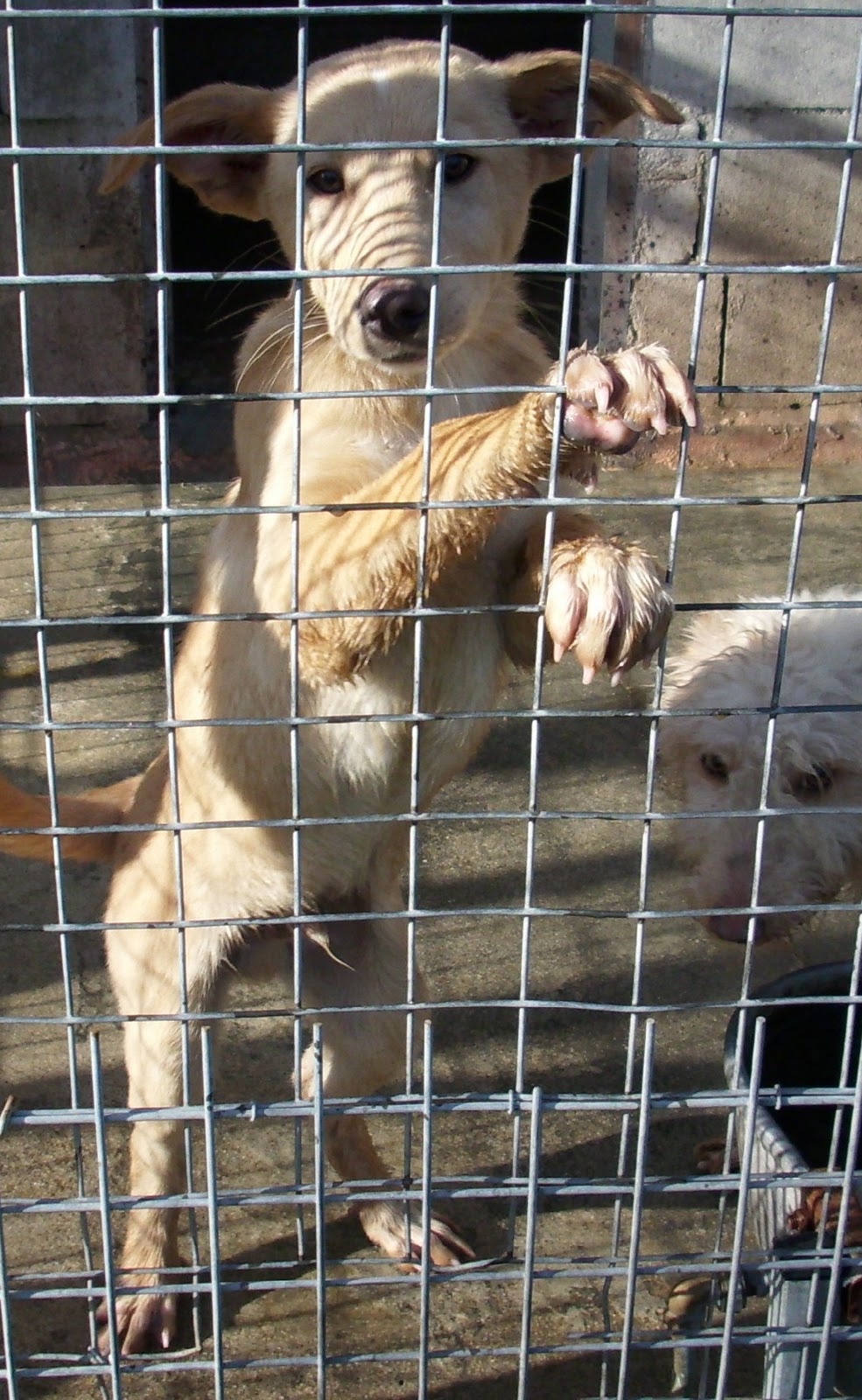 ANIMALES EN ADOPCION EN GALICIA: PERRERA de Poio, siempre urgente ...