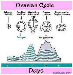 Menstrual Cycle and Bleeding Period: The Menstrual Cycle | mensuration ...
