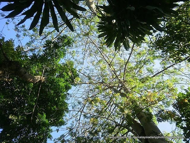 My Malaysia Daily Photo: The Magnificient Kapok Tree