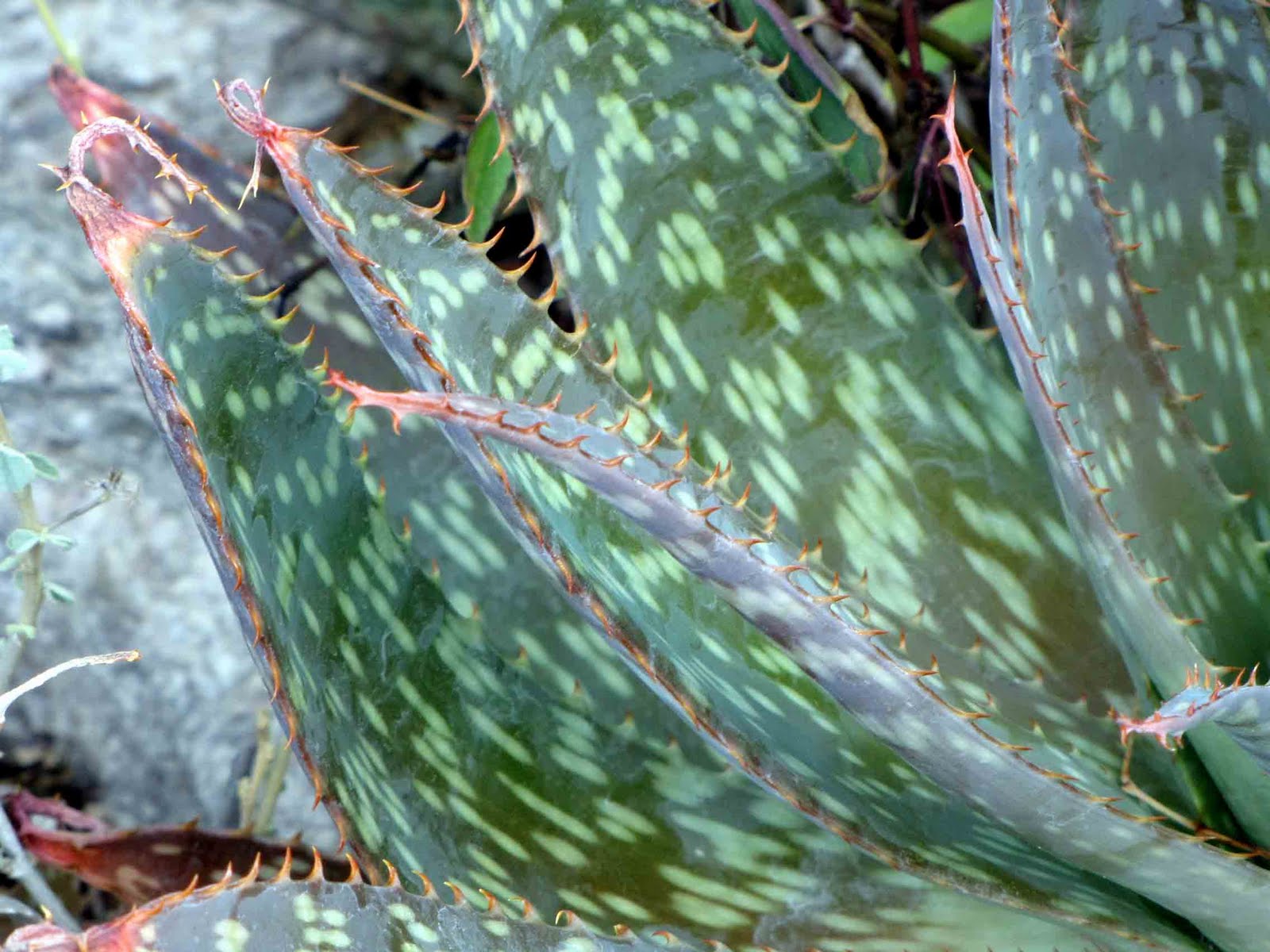 Desert Colors: Today's Flowers - Aloe