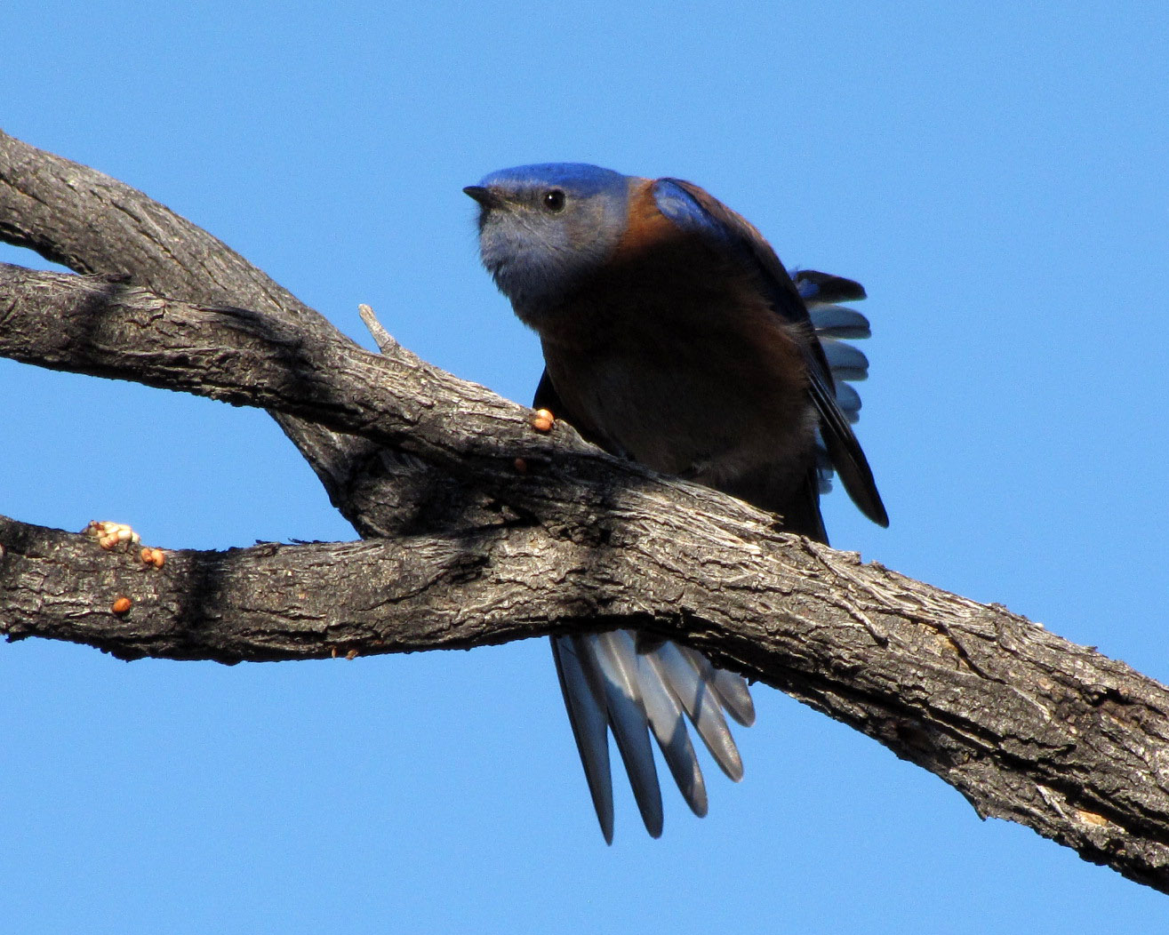 Desert Colors: Silly Photos - Bluebirds