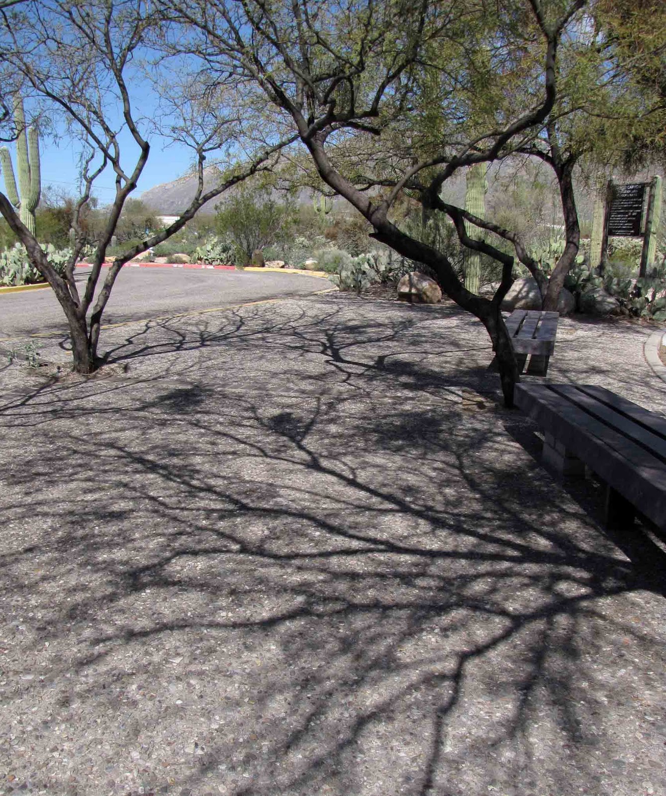 Desert Colors: Shadows of branches