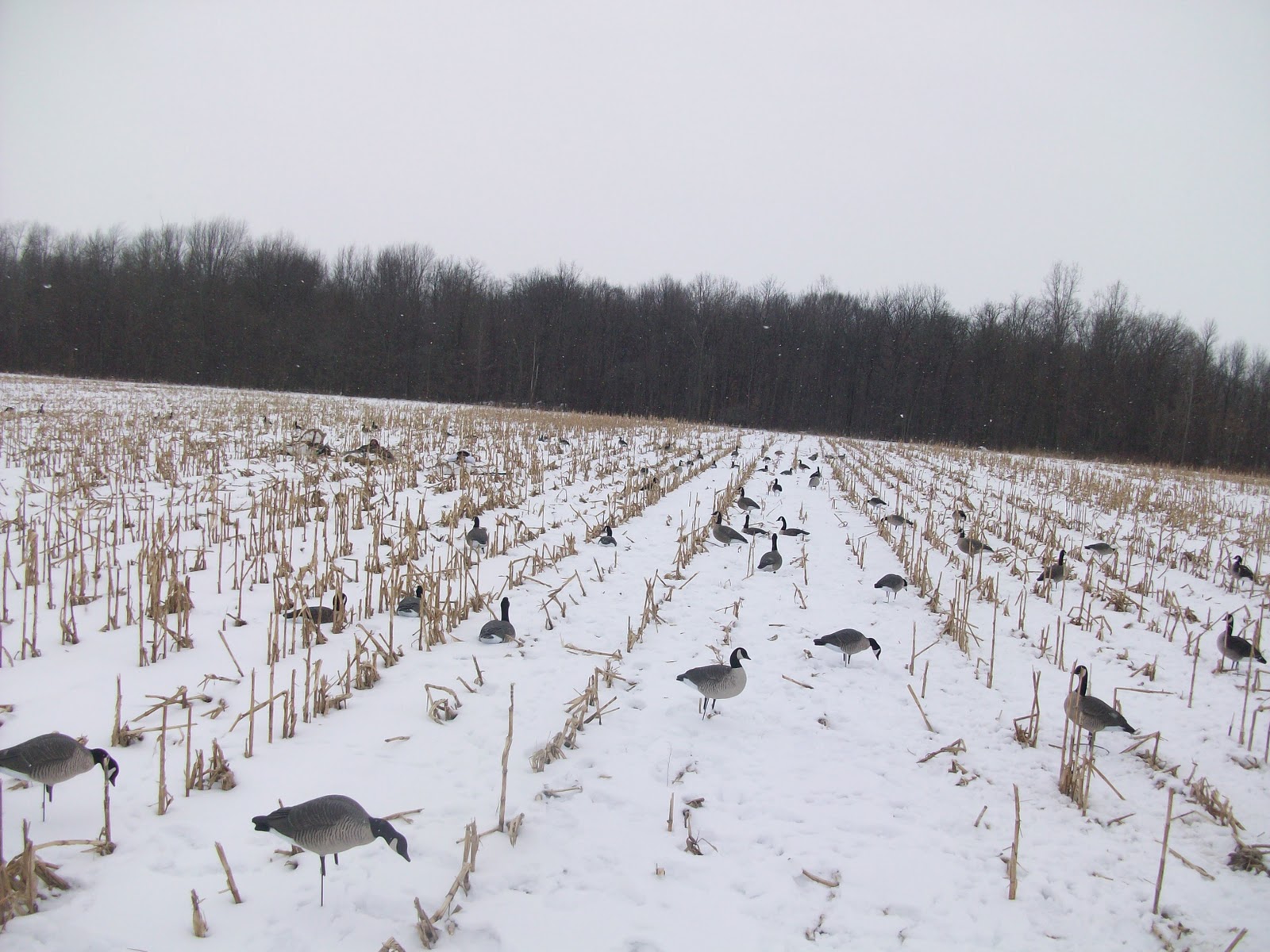 The Adventures of the Outdoors: Late Season Goose Hunt