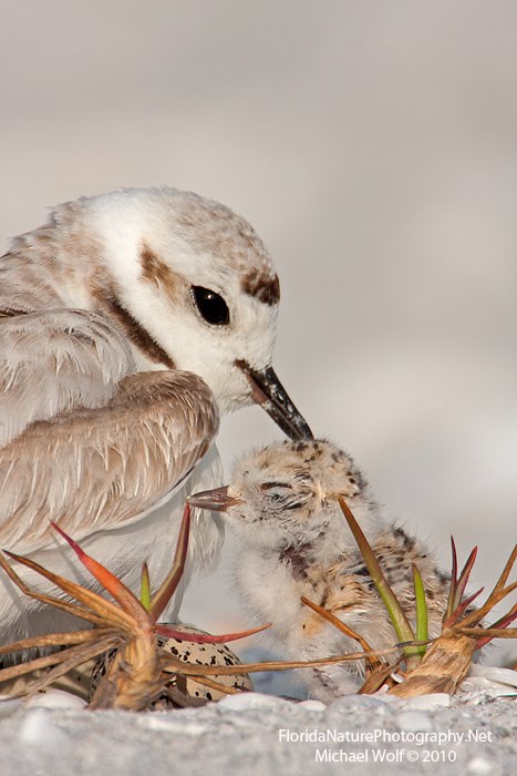 Florida Nature Photographer