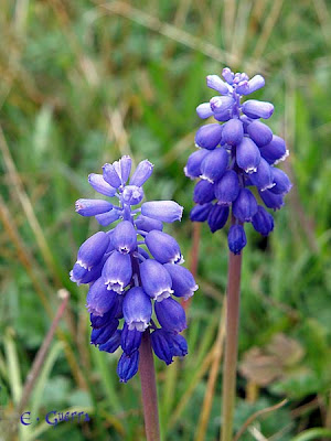 Naturalia Astur: Muscari atlanticum