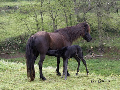 Naturalia Astur: Asturcones