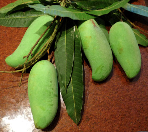 JoJo in Laos: Strange Fruit