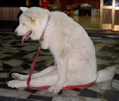 Pictures of Dogs Sitting Like Humans.