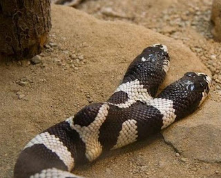 பொக்கிஷம் கொட்டி கிடக்குது: Two headed Mutants