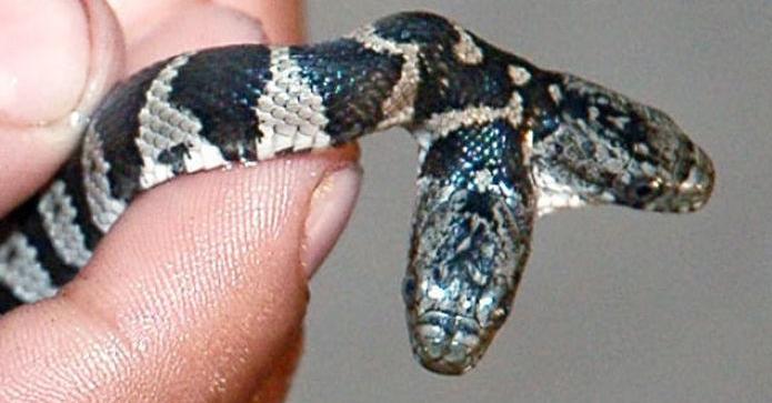 பொக்கிஷம் கொட்டி கிடக்குது: Two headed Mutants