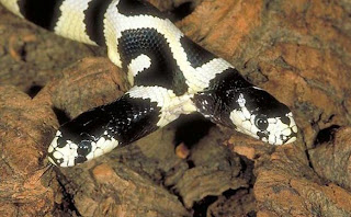 பொக்கிஷம் கொட்டி கிடக்குது: Two headed Mutants