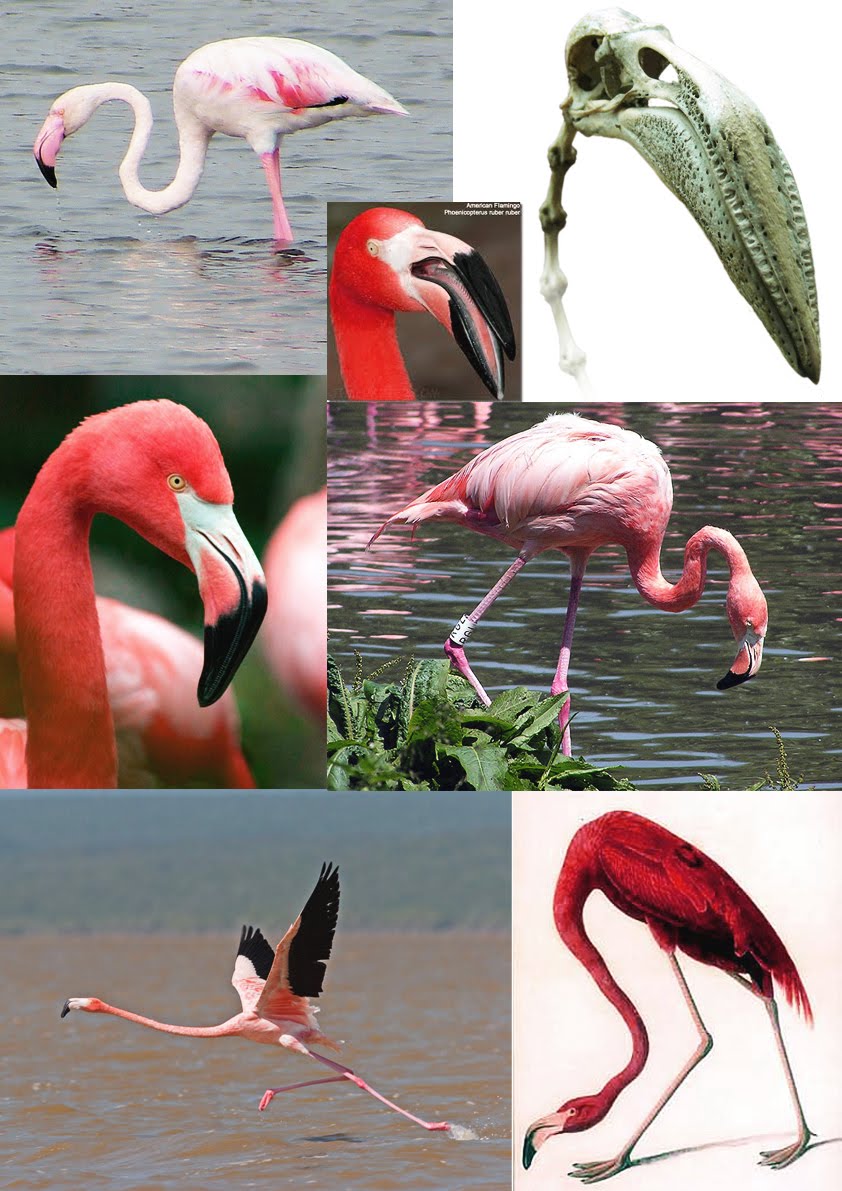 Jut's Blog: Anatomy - Researching the American Flamingo (phoenicopterus ...