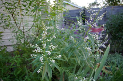 The Grackle: Lemon Verbena