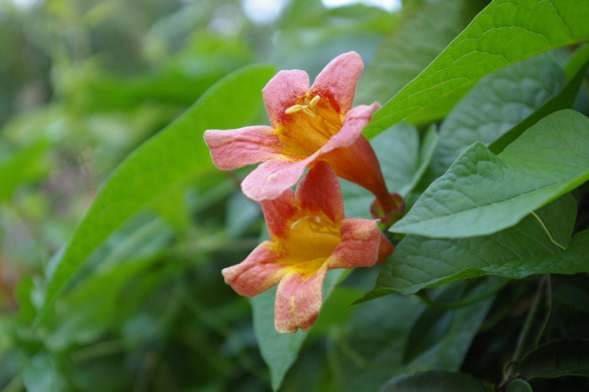 The Grackle: plants: Crossvine in Fall