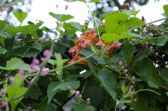 The Grackle: plants: Crossvine in Fall