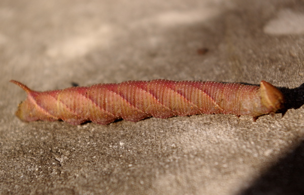 The Grackle: critters: Amorpha juglanis larva