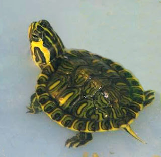 but they were old enough to know better | The Glowing Edge