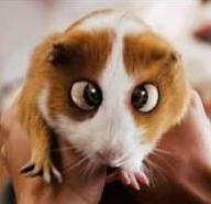 It from bit: Pallocchio...