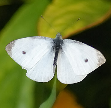 Butterfly Picture: Cabbage Moth Butterfly