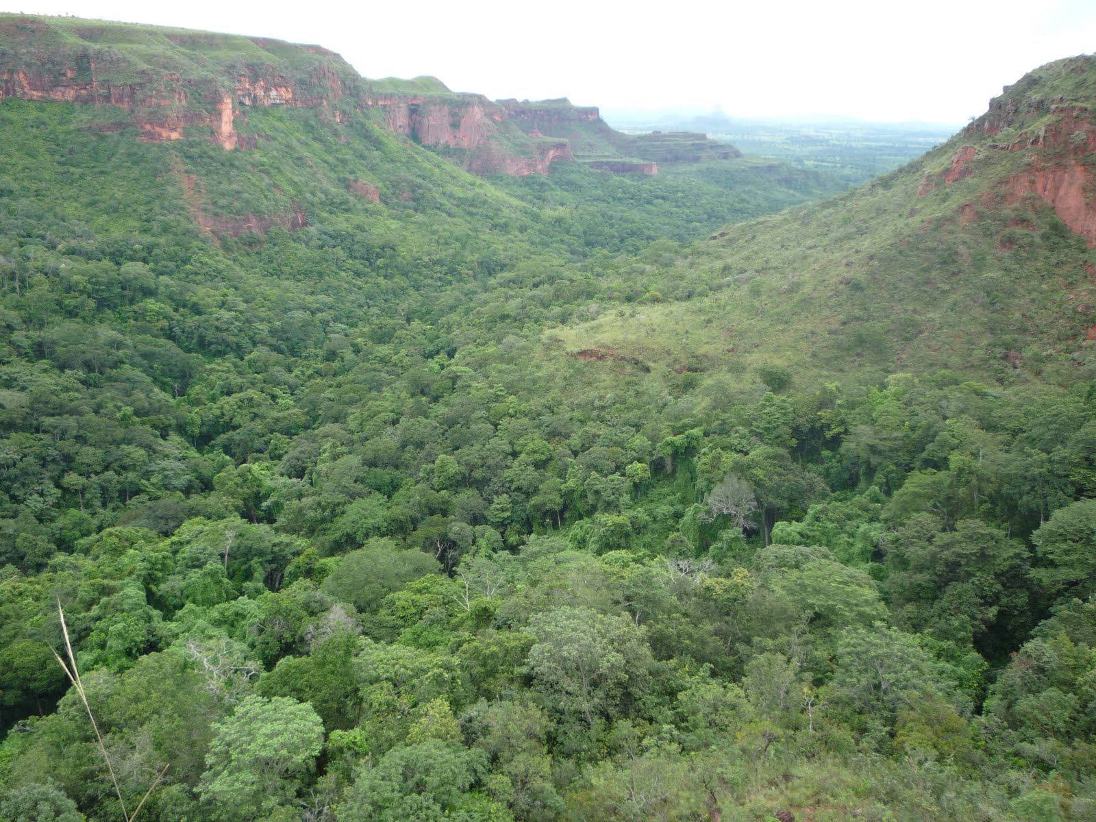 BRAZIL NATURE: Brazilian Cerrado